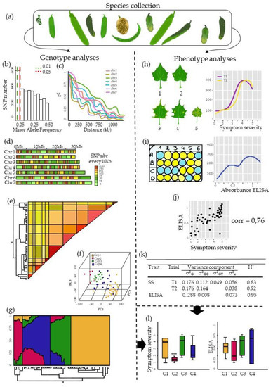 Deciphering the Genetic Architecture of Plant Virus Resistance by GWAS ...