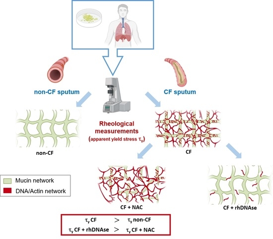 Cells | Topical Collection : Cystic Fibrosis: Cells, Physiopathology ...