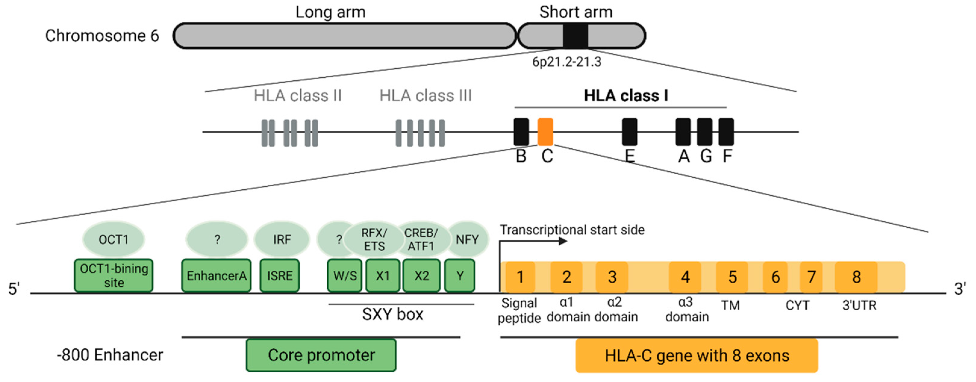 HLA system, 1st class molecules, their structure, and function🧑 ... HLA system, 1st class molecules, their structure, and function🧑 ...