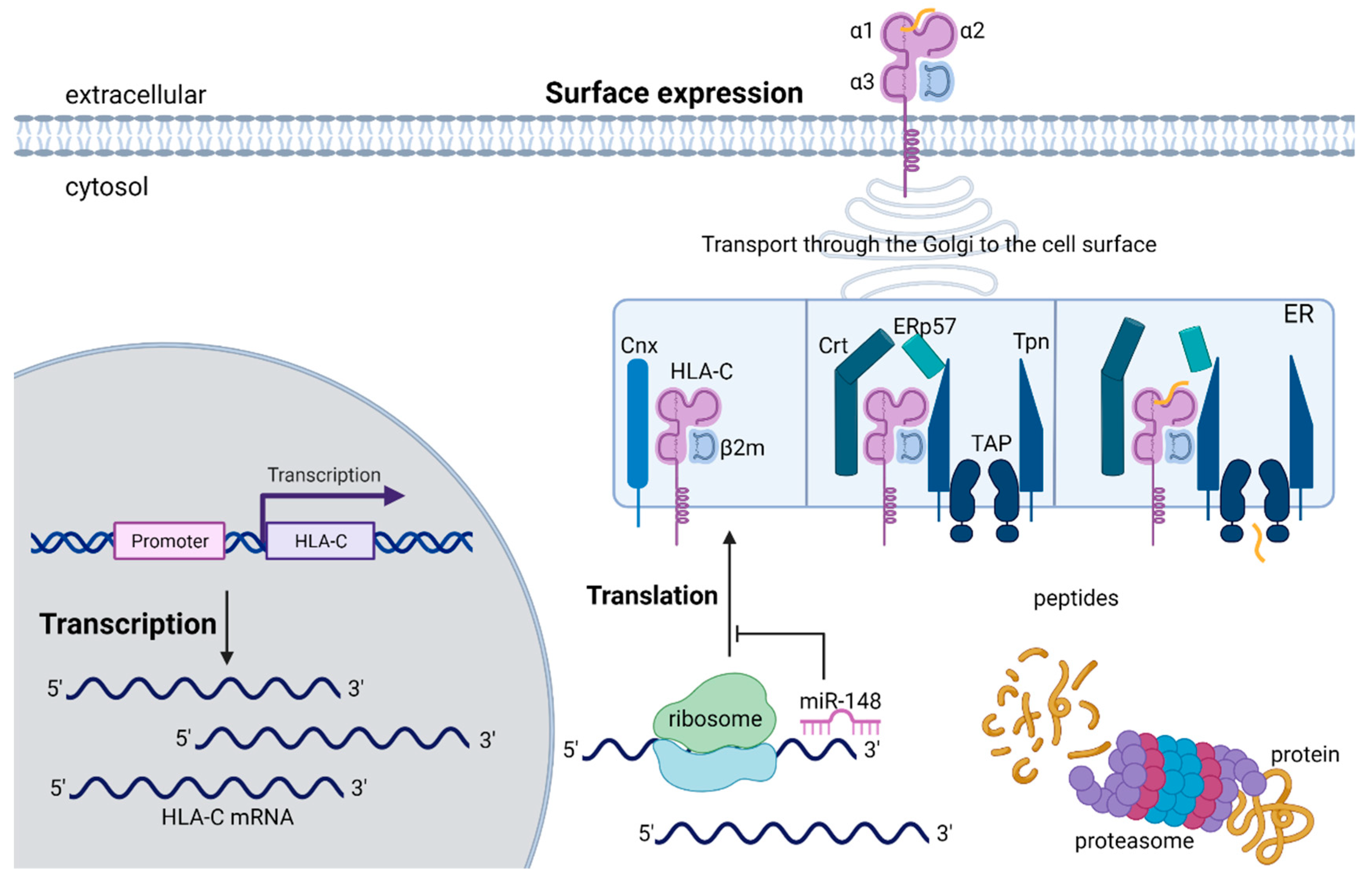 The New Kid on the Block: HLA-C, a Key Regulator of Natural Killer ...