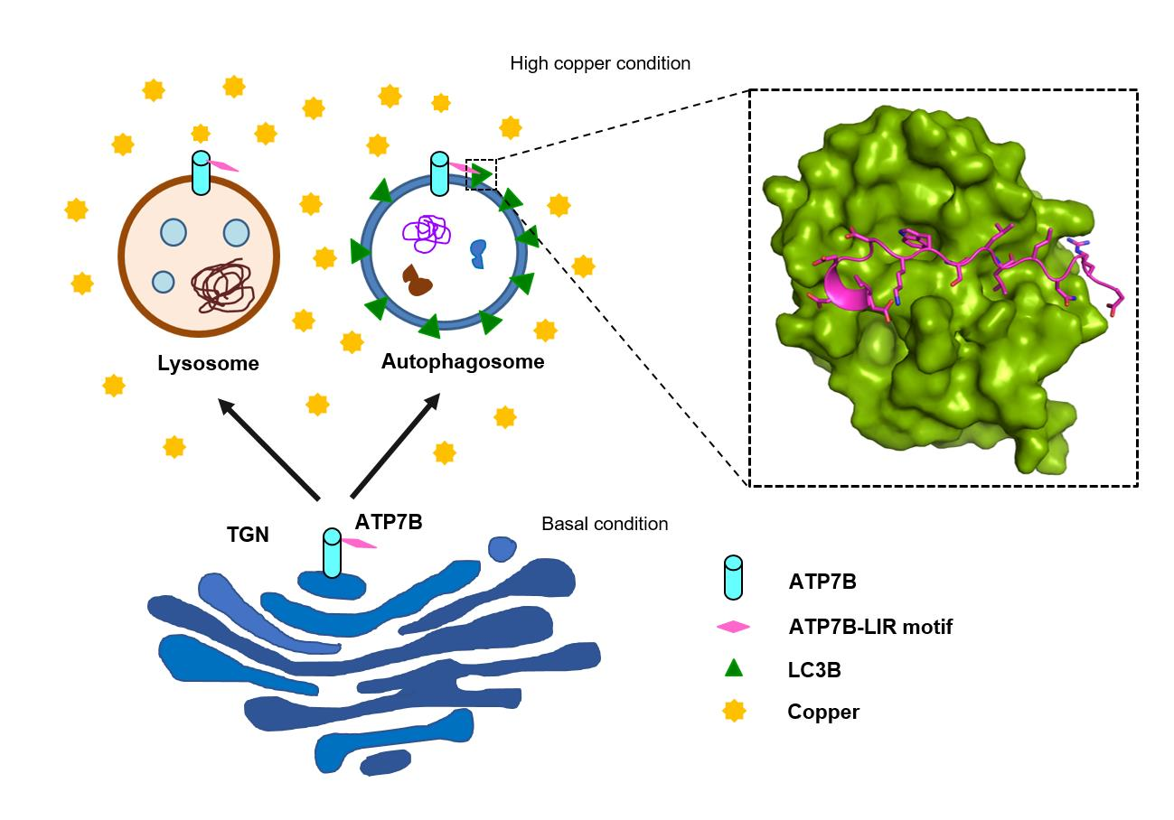 Cells | Free Full-Text | Direct Interaction of ATP7B and LC3B Proteins ...
