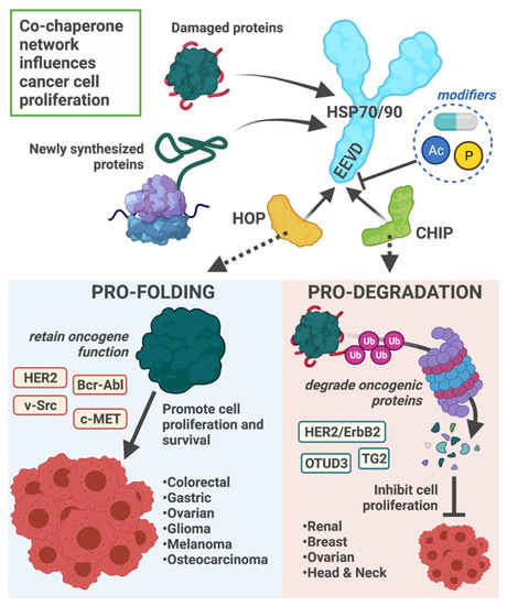 Cells | Free Full-Text | With or without You: Co-Chaperones Mediate ...