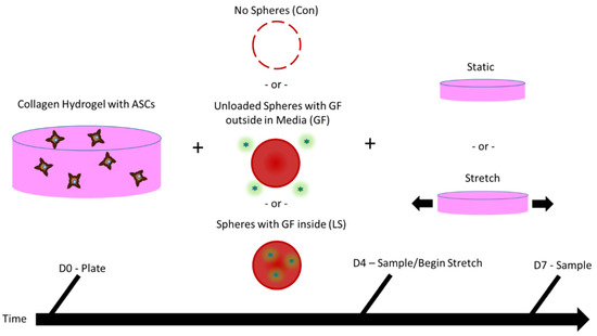 Controlled Growth Factor Delivery and Cyclic Stretch Induces a Smooth ...