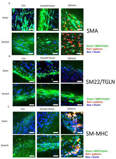 Controlled Growth Factor Delivery and Cyclic Stretch Induces a Smooth ...