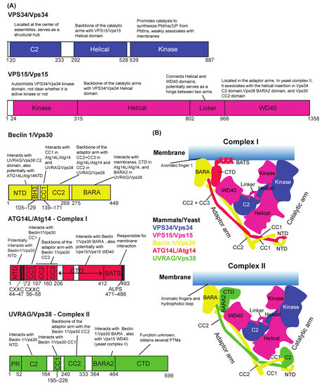 Activation Mechanisms of the VPS34 Complexes