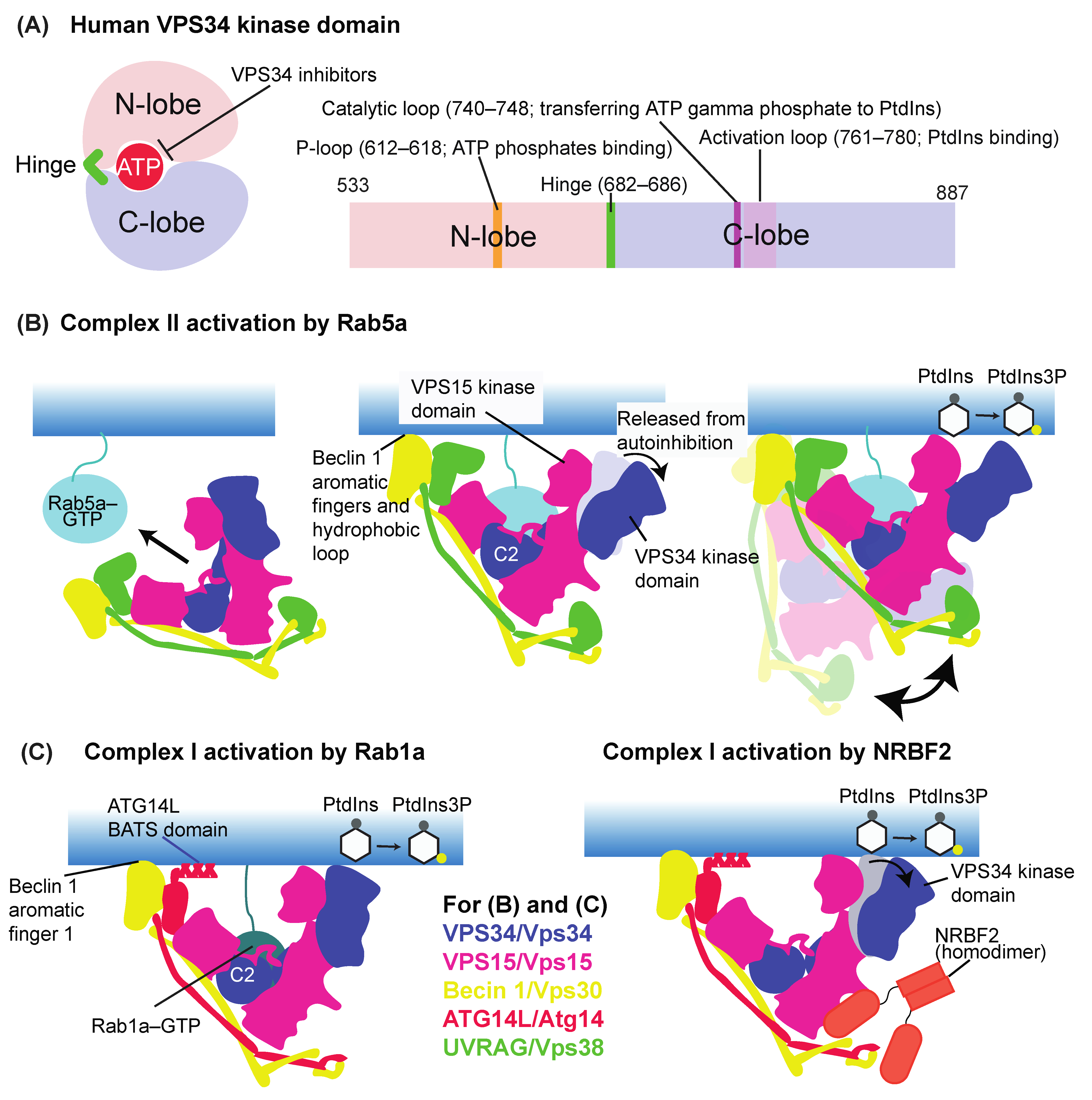 Activation Mechanisms of the VPS34 Complexes