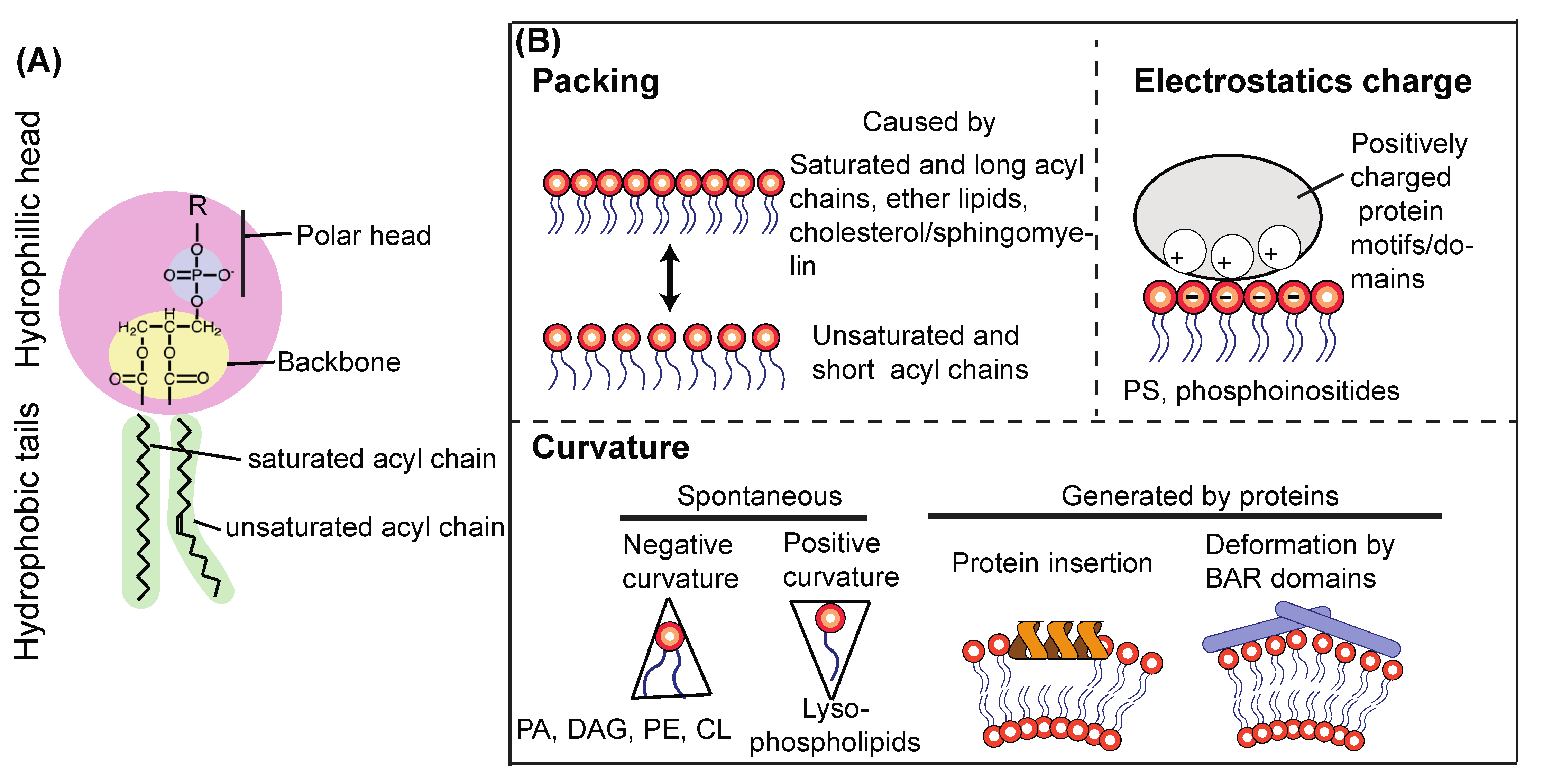 Activation Mechanisms of the VPS34 Complexes