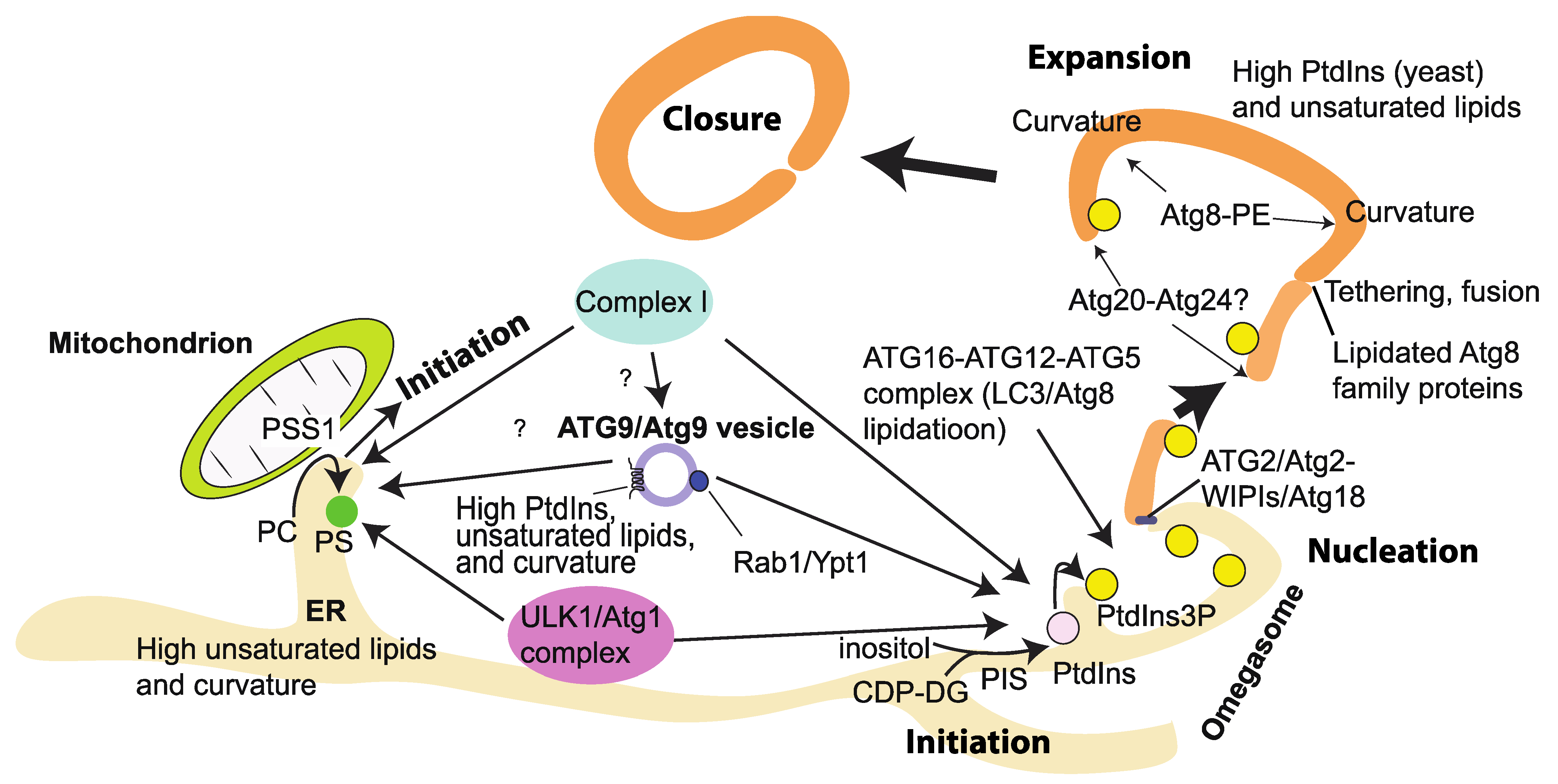 Activation Mechanisms of the VPS34 Complexes