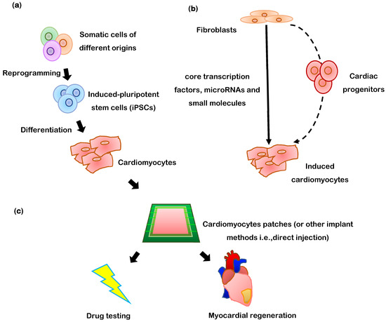 Regenerating Damaged Myocardium: A Review of Stem-Cell Therapies for ...