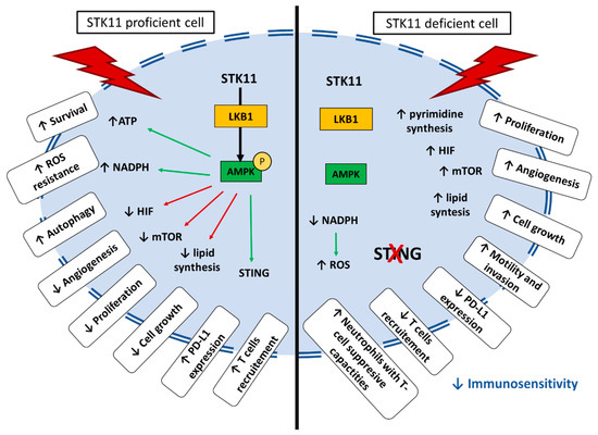 STK11/LKB1 Modulation of the Immune Response in Lung Cancer: From ...