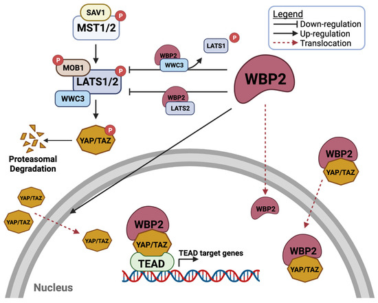 Reciprocal Regulation of Hippo and WBP2 Signalling—Implications in ...