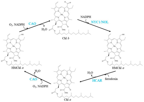 Research Progress in the Interconversion, Turnover and Degradation of ...