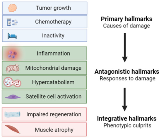Mitochondrial Dysfunction in Cancer Cachexia: Impact on Muscle Health ...