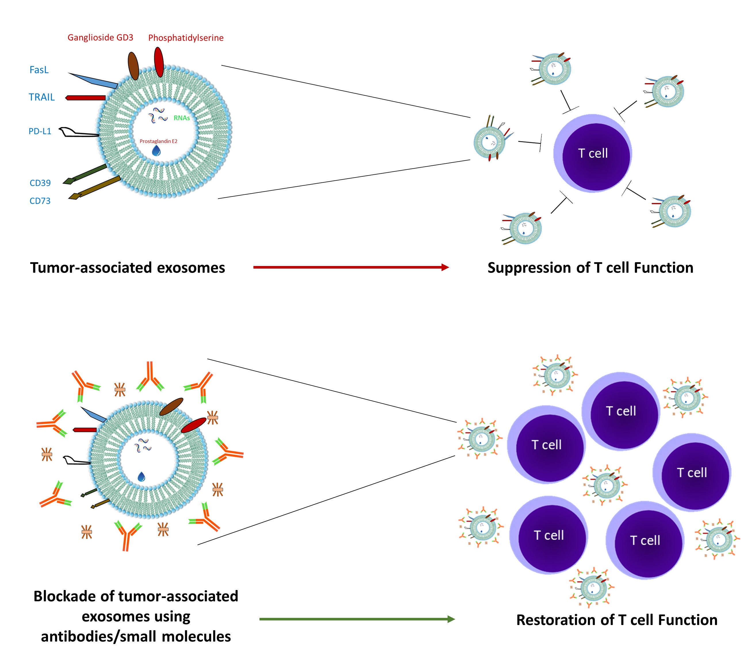 Cells | Free Full-Text | Tumor-Associated Exosomes: A Potential ...