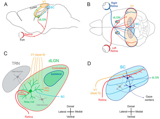 Mechanisms of Plasticity in Subcortical Visual Areas