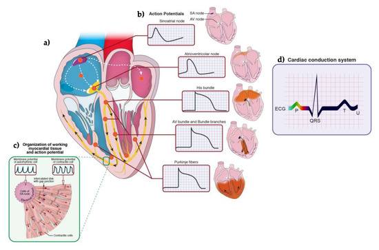 Inherited and Acquired Rhythm Disturbances in Sick Sinus Syndrome ...