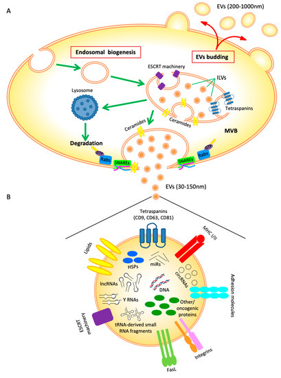 Role of Extracellular Vesicle-Based Cell-to-Cell Communication in ...