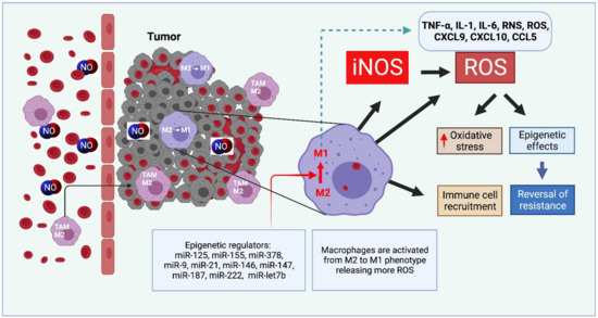 Macrophage Reprogramming and Cancer Therapeutics: Role of iNOS-Derived NO