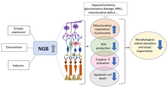 Neuroglobin in Retinal Neurodegeneration: A Potential Target in ...