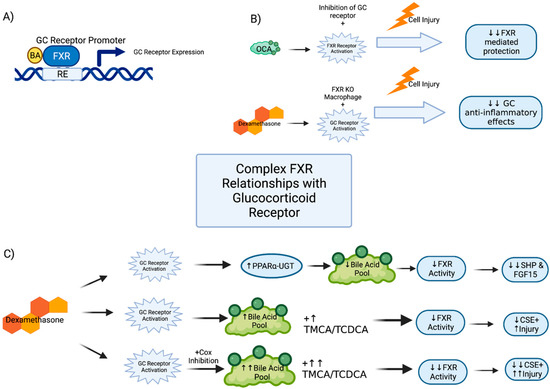 The Pathophysiology of Farnesoid X Receptor (FXR) in the GI Tract ...