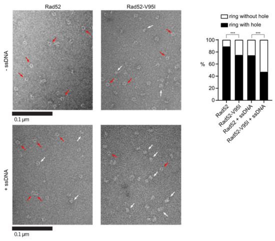 Correction: Ma et al. Rad52 Oligomeric N-Terminal Domain Stabilizes ...