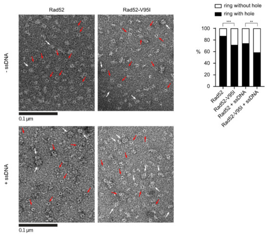 Correction: Ma et al. Rad52 Oligomeric N-Terminal Domain Stabilizes ...