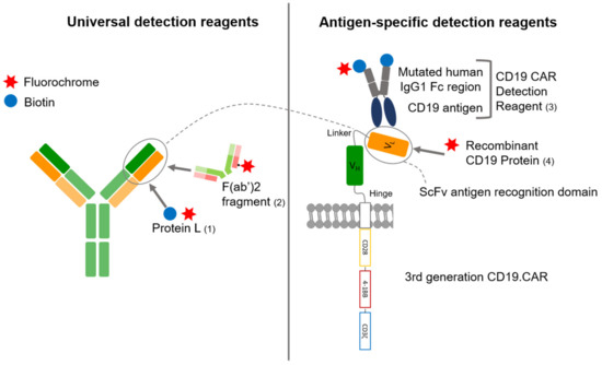 Cells Free Full Text Sensitivity And Specificity Of Cd19 Car T Cell