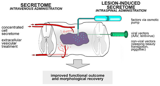 Cells | Free Full-Text | Stem Cell Secretome for Spinal Cord Repair: Is ...