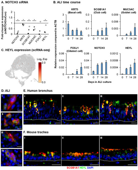 The NOTCH3 Downstream Target HEYL Is Required for Efficient Human ...