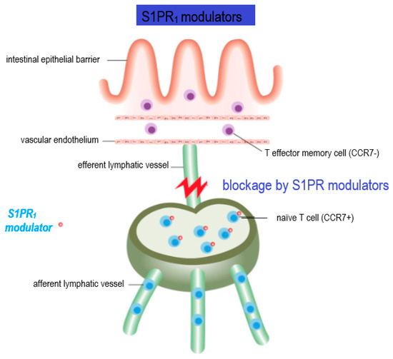 Signaling through the S1P−S1PR Axis in the Gut, the Immune and the ...