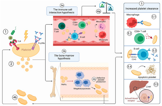 Platelets in ITP: Victims in Charge of Their Own Fate?