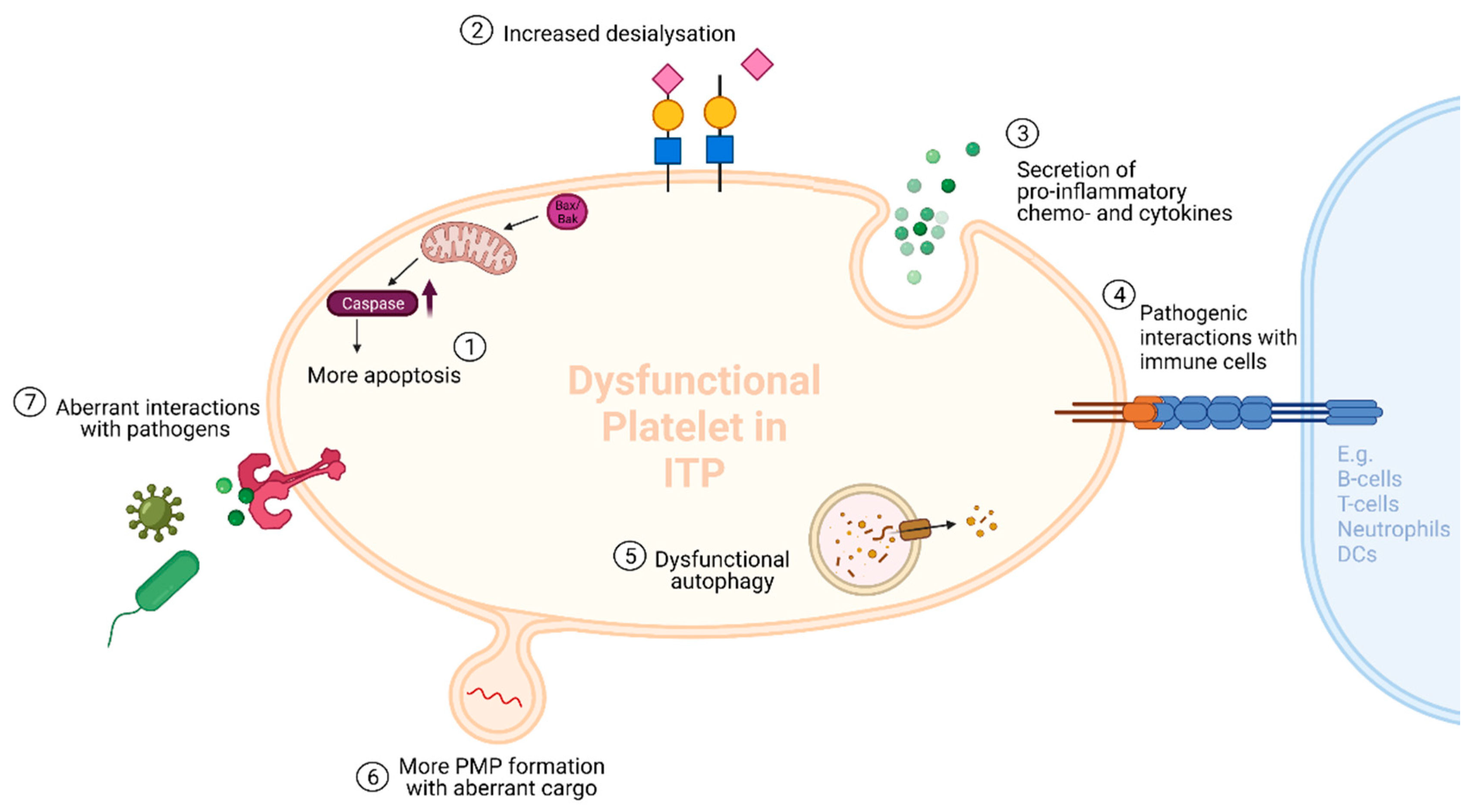 Cells | Free Full-Text | Platelets in ITP: Victims in Charge of Their ...