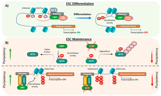 LSD1: Expanding Functions in Stem Cells and Differentiation