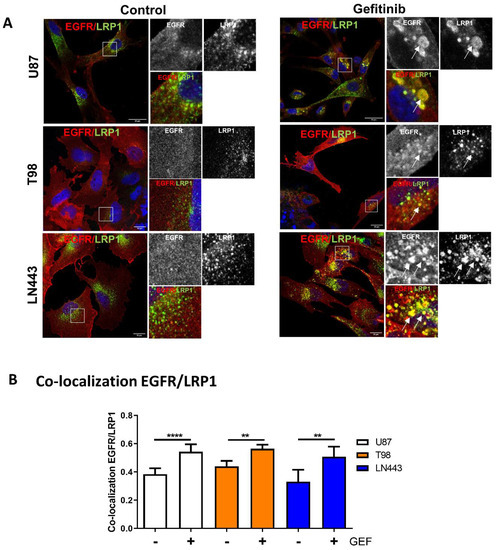 Cells | Free Full-Text | Role of Endocytosis Proteins in Gefitinib ...