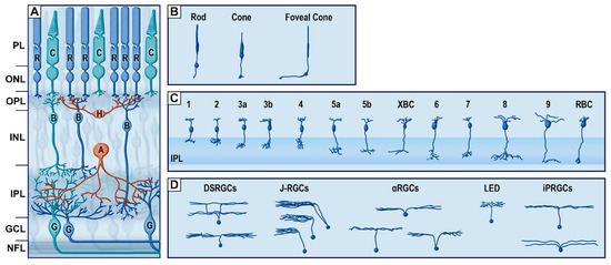 The Retina: A Window into the Brain