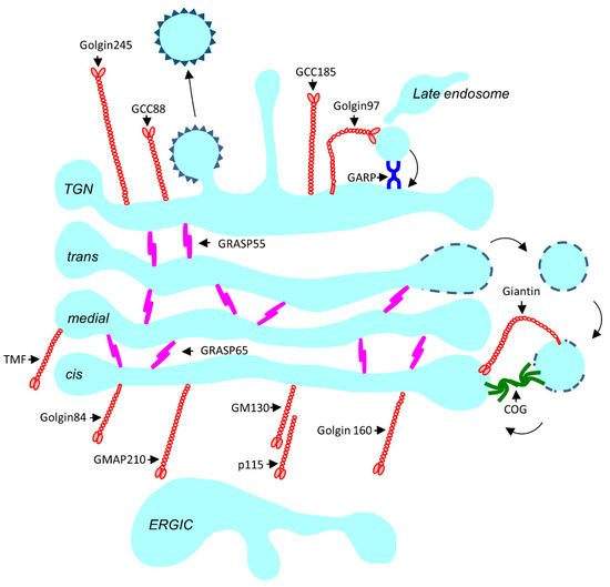 Getting Sugar Coating Right! The Role of the Golgi Trafficking ...