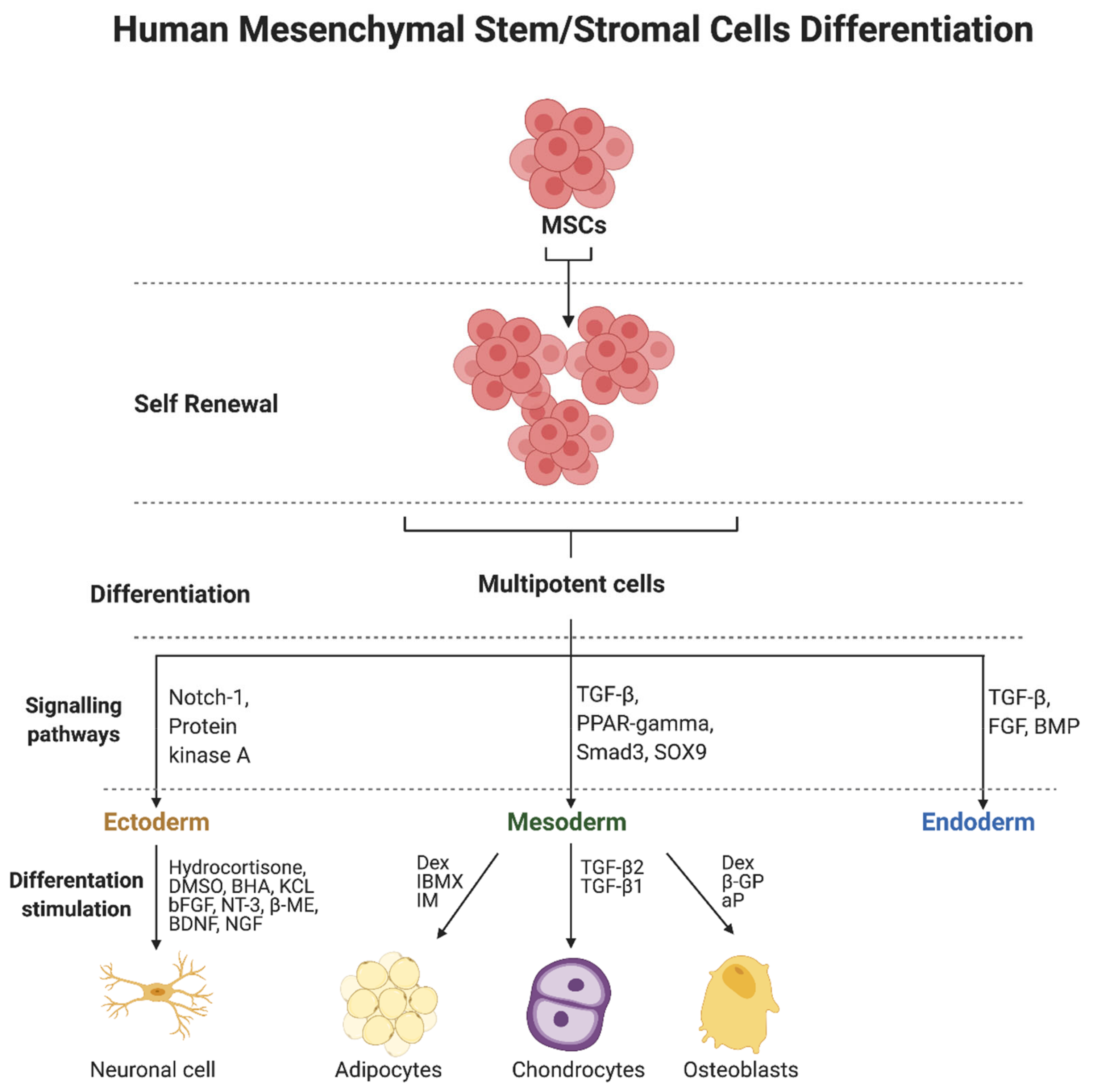 Mesenchymal Stem/Stromal Cells Derived from Human and Animal Perinatal Tissues—Origins ...