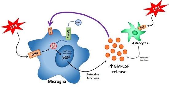 Cells | Free Full-Text | Gas6/TAM Signalling Negatively Regulates ...