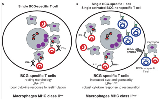Cells | Free Full-Text | T Cell Interactions in Mycobacterial ...