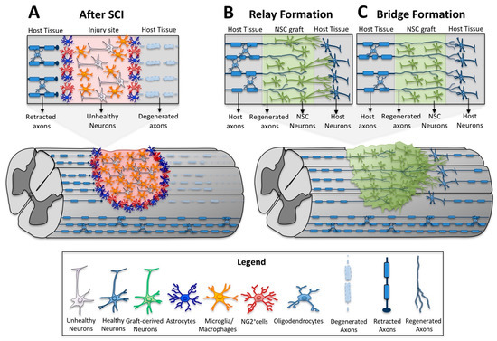 Neural Stem Cells: Promoting Axonal Regeneration and Spinal Cord ...