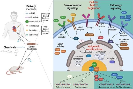 Cells | Free Full-Text | Improving Cardiac Reprogramming for Heart ...