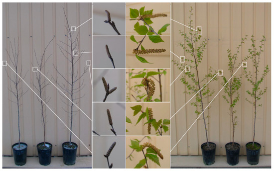 Genetic Engineering and Genome Editing for Improving Nitrogen Use ...