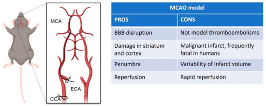 Translational Stroke Research Review: Using the Mouse to Model Human ...