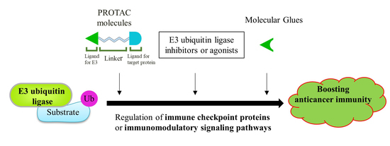 Cells | Free Full-Text | Potential of E3 Ubiquitin Ligases in Cancer ...