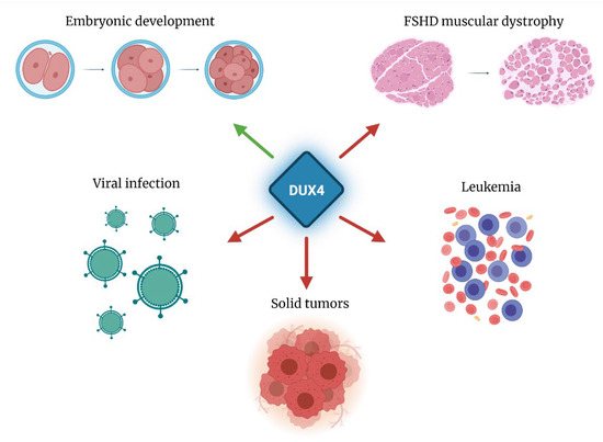 DUX4 Role in Normal Physiology and in FSHD Muscular Dystrophy