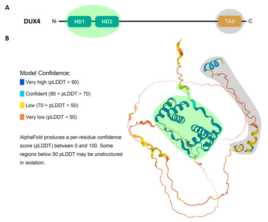 DUX4 Role in Normal Physiology and in FSHD Muscular Dystrophy
