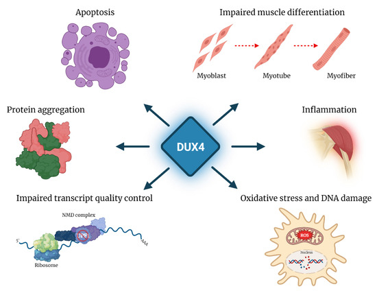 DUX4 Role in Normal Physiology and in FSHD Muscular Dystrophy