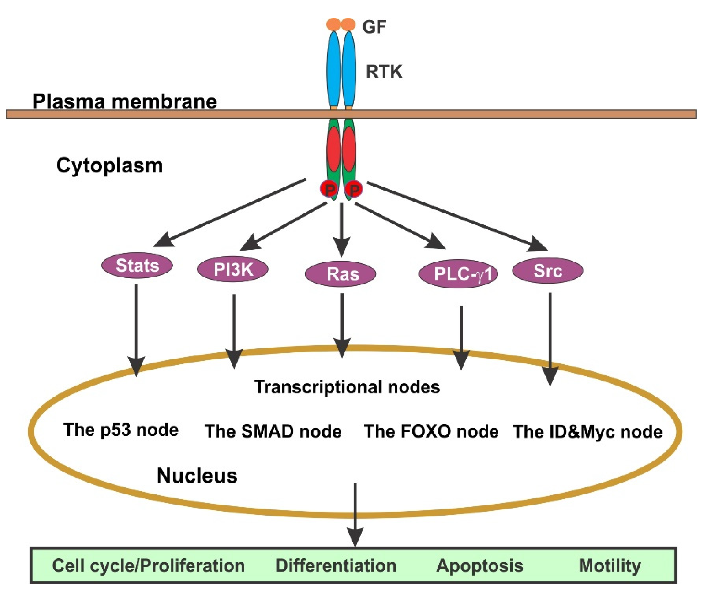 7 Cell Survival Signaling Pathways Growth Factors 7 Cell Survival Signaling Pathways Growth Factors