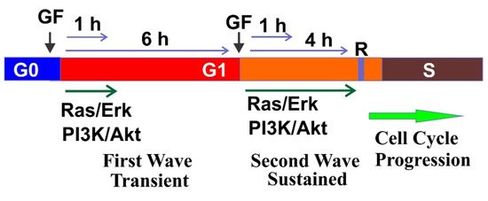 Regulation of Cell Cycle Progression by Growth Factor-Induced Cell ...