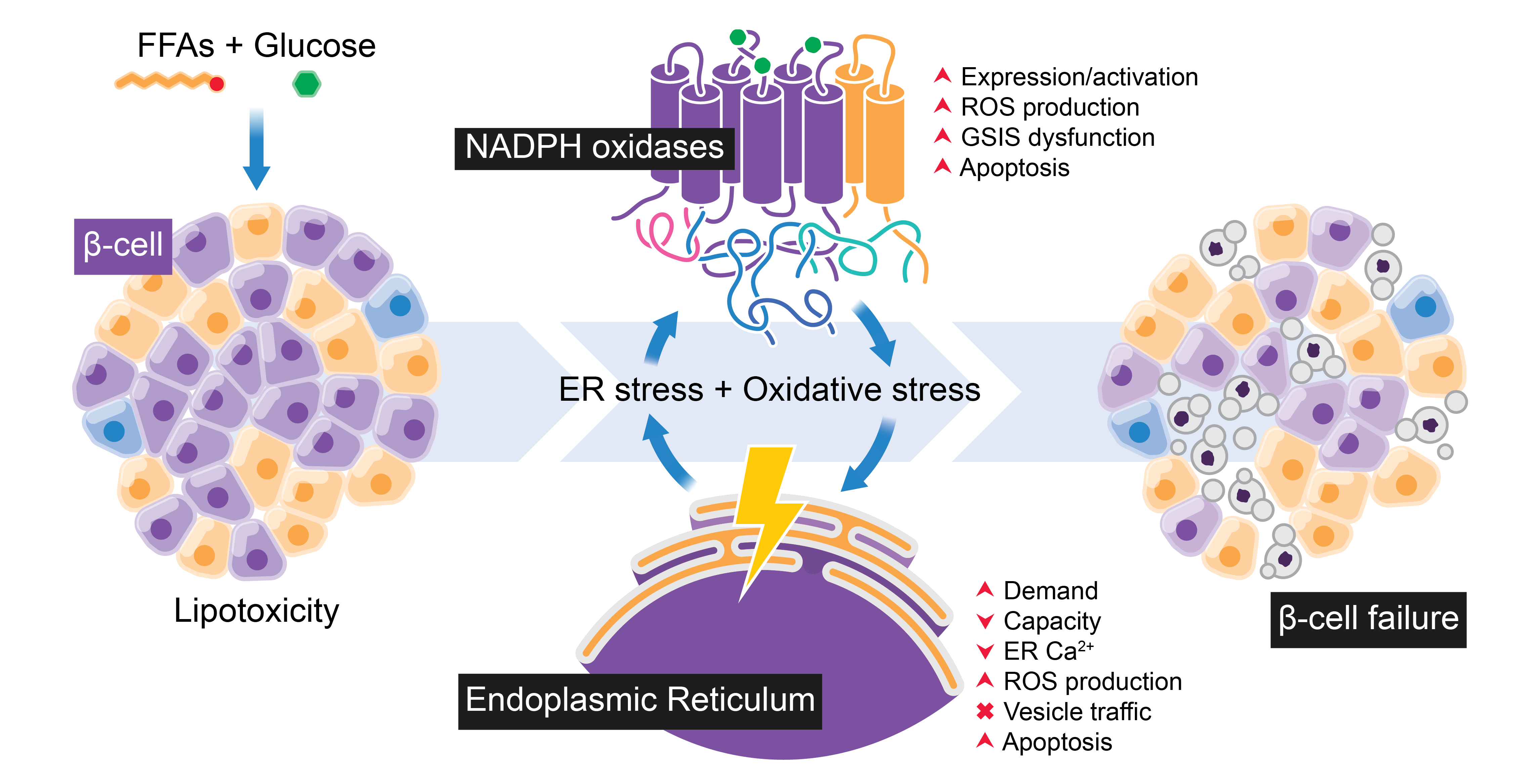 Cells | Free Full-Text | Lipotoxicity and β-Cell Failure in Type 2 ...